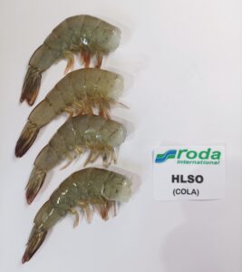 HLSO shrimp - Discover our vannamei shrimp products