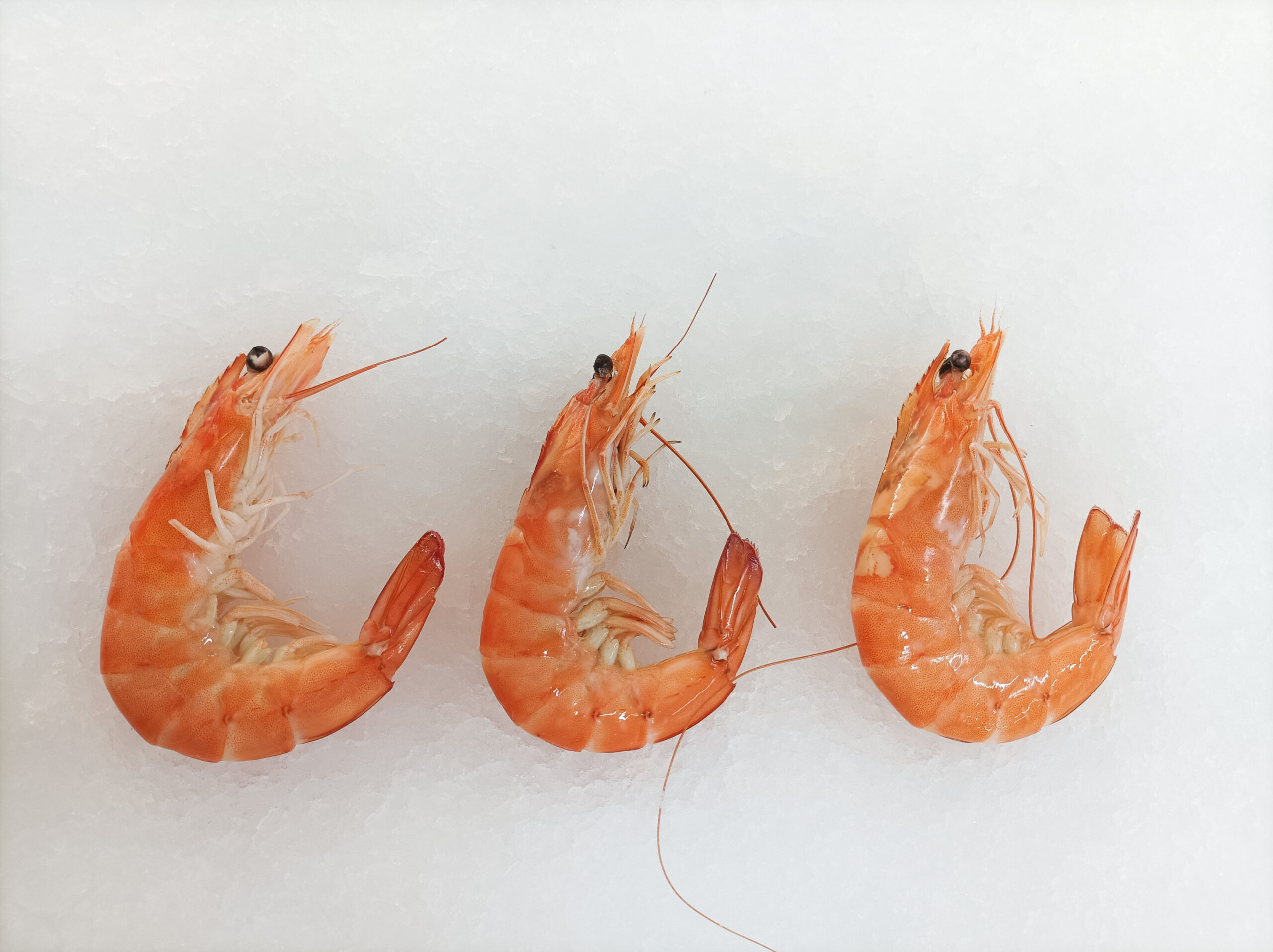 HOSO 60/70 2kg BOX - Roda International Group