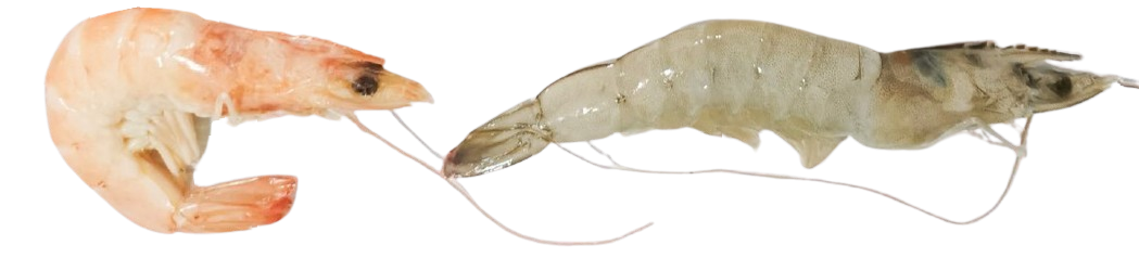 The importance of shrimp color: A guide for buyers - Roda International ...