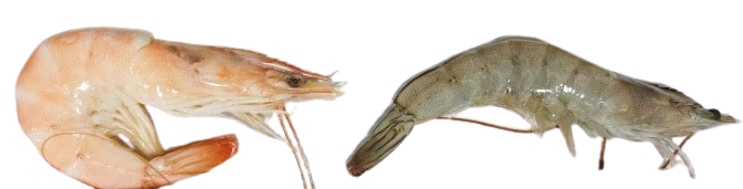 The importance of shrimp color: A guide for buyers - Roda International ...