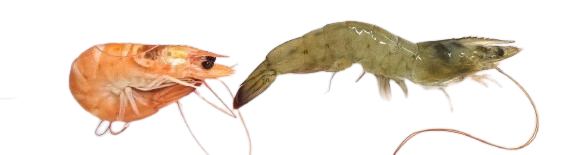 The importance of shrimp color: A guide for buyers - Roda International ...