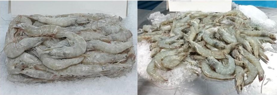 A2 Color Shrimp: A clear example of excellence - Roda International Group